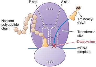 Antibiotic Drugs Information Description On Doxycycline