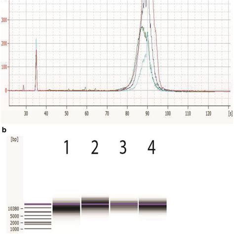 Appearance Of Dna Libraries From Agilent 2100 Bioanalyzer Analysis