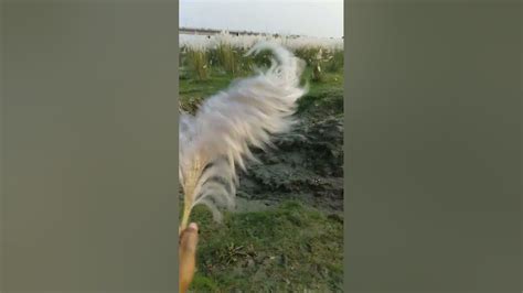 কাশবন Youtube