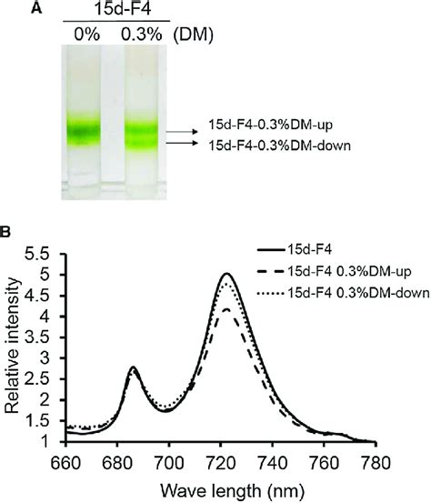 Sucrose Gradient Fractionation And 77 K Fluorescence Emission Spectra Download Scientific