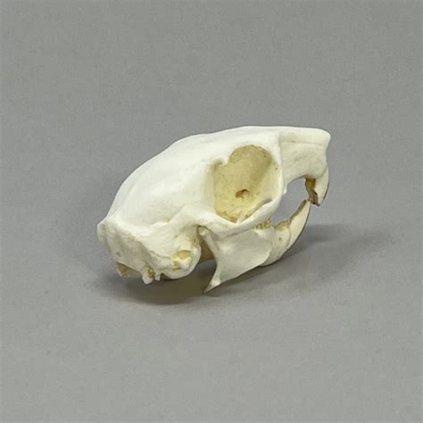 Squirrel Skull Replica Squirrel Bones Skull Replicas Replica