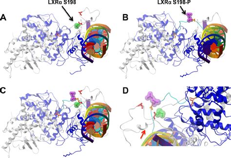 Molecular Modeling Of The Dna Bound Lxr ␣ Rxr ␣ Heterodimer Reveals