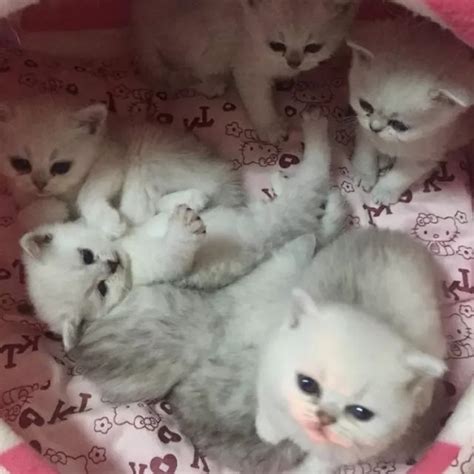 英短猫纯种英国短毛猫纯种英短银渐层英短猫活体英短渐层w虎窝淘