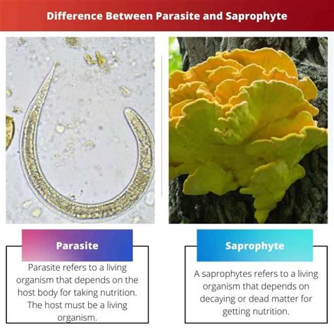 Parasite Vs Saprophyte Difference And Comparison