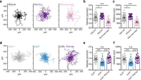 Pls3 Regulates Cell Migration Dynamics In Cul3 Haploinsufficient Npcs A Download Scientific