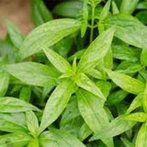 Premium Andrographis Paniculata Extracts Wholesale Supplier In Australia