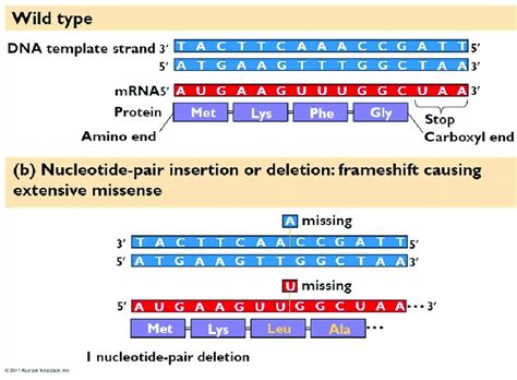 Nucleotide Pair Insertion Or Deletion Extensive Missense Pearson