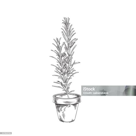 냄비 스케치 스타일로 자라는 손으로 그린 흑백 로즈마리 허브 검은색에 대한 스톡 벡터 아트 및 기타 이미지 검은색 그리기 꽃무늬 Istock