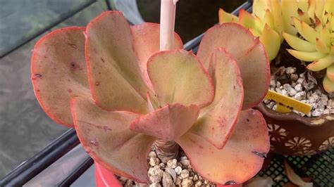 수연이 이젠 이쁜 색을 입었네요 캉캉도 붉게 물들고 핑크샴페인도 핑크빛 이뻐지네요~~~~~~~ Youtube