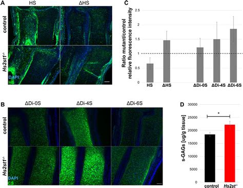 Loss Of 2 O Sulfation Leads To Increased CS Levels Forelimb Sections