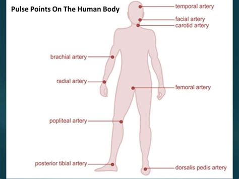 Heart Sounds And Pulse Abnormalities Physiology Y2b2 Pptx