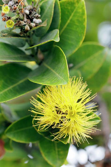 Metrosideros Polymorpha Tree In Flower Photograph By Michael Szoenyi