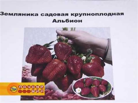 Крупноплодная садовая земляника (часть 2) - YouTube
