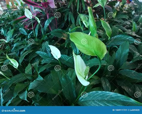 Spathiphyllum Wallisii Comunemente Noto Come Asnbsp Peace Lily Nbsp