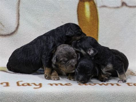 Frisky And Rubys Ckc Mini Cavapoo Puppies Thomas Ridge Kennels