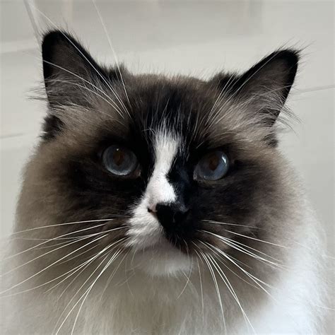 Sugar And Flute Youtube