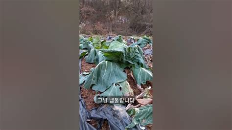 가을 양배추는 건질 게 하나도 없네요 ㅜㅜ 내년에는 하지 말아야지 주말농부 양배추 서리 Youtube