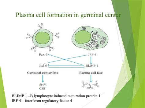 B Cell Generation Activationanddifferentiation Ppt