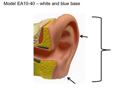 Ear Models Ea10 40 Auricle Diagram Quizlet