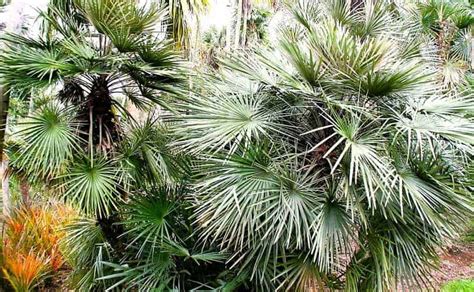 Where Do Palm Trees Grow Maybe More Places Than You Thought