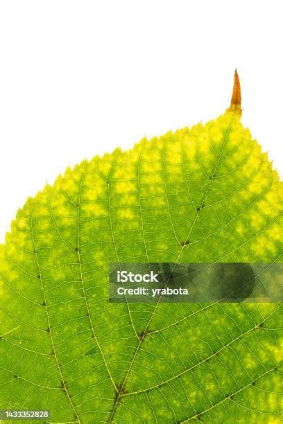 자연 배경으로 자연스러운 질감을 가진 가을 노란색 녹색 Eaf의 매크로 사진 나뭇잎 질감이있는 가을 색상 배경은 정맥 가을 단풍