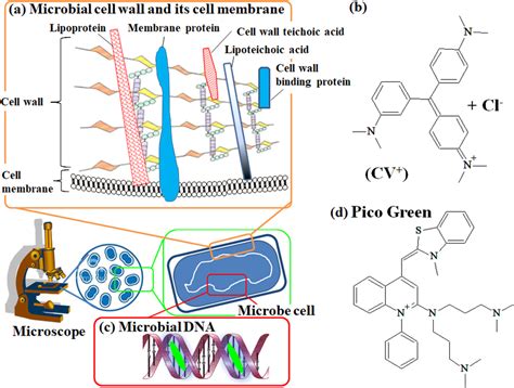 Detection Reagent Of Microbes A Schematic Diagrams Of The Microbial Download Scientific