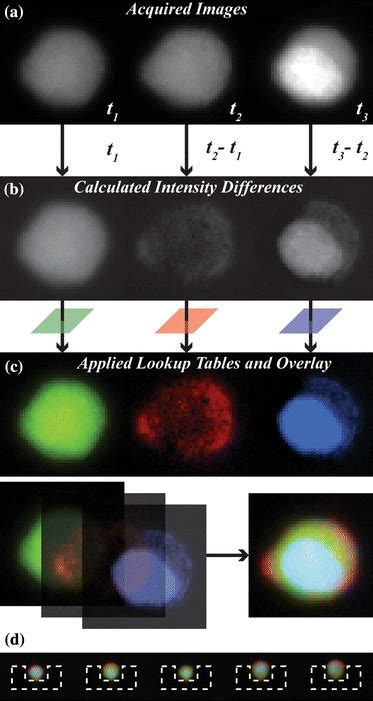 Demonstration Of Sequential Array Cytometry A Selected Grayscale Download Scientific Diagram