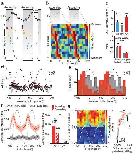 Prefrontal Neuronal Assemblies Temporally Control Fear Behaviour