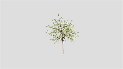 Blender皂荚 Gleditsia Sinensis Lam Download Free 3d Model By Uesreseach [a8d0452] Sketchfab