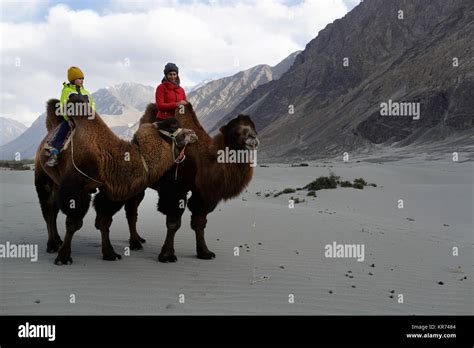 Mother And Son Riding Double Hump Camels And Crossing The Desert In The