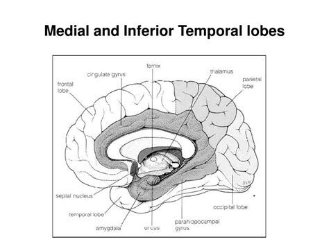 Ppt Neuron Structure Powerpoint Presentation Free Download Id 590201