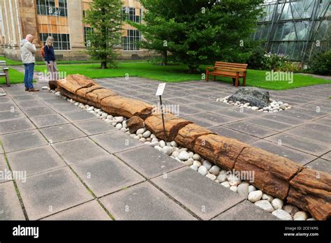 Fossil Tree Hi Res Stock Photography And Images Alamy