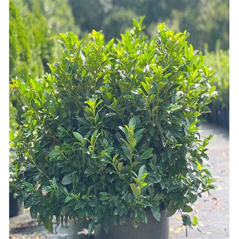 Prunus Laurocerasus Green Goblet English Laurel Siteone Us