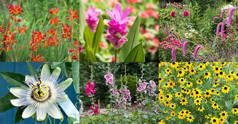 8月の庭で咲く、ガーデニングにおすすめの「多年草・宿根草」14選