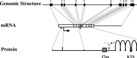 Schematic Structure Of The Wt1 Gene Mrna And Protein Products Download Scientific Diagram