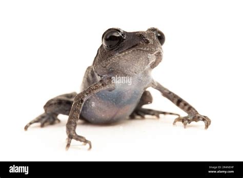 Hasselts Toad Java Spadefoot Toad Hasselts Litter Frog