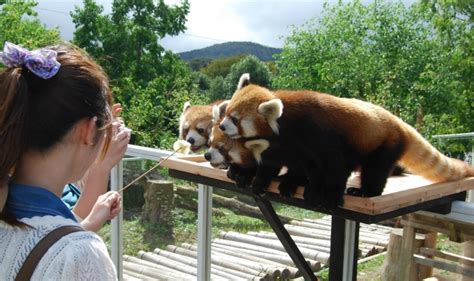 야마구치 미네 아키요시다이 사파리 랜드 입장권