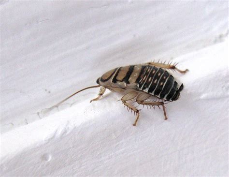 Cockroach Memory Can Roaches Learn From Experience Insect Hive