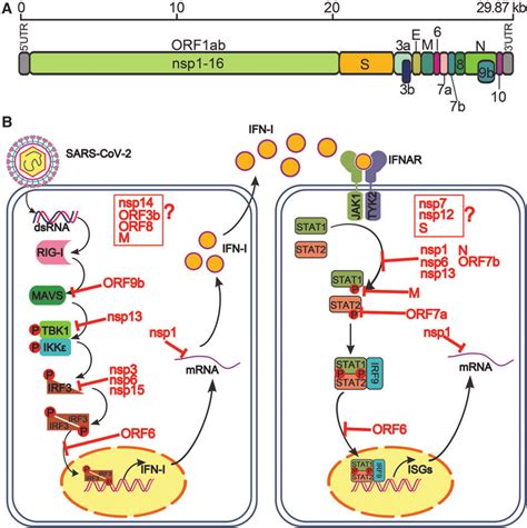 Sars Cov 2 Proteins Antagonize Host Ifn I Response A Genome
