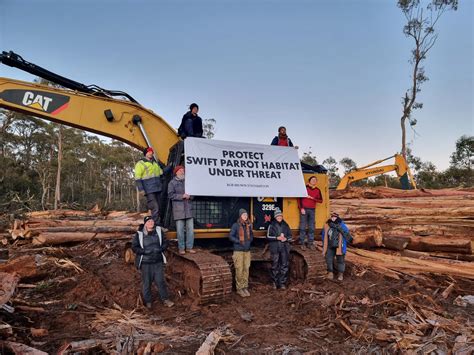 Swift Parrot Habitat Logging Protests Continue Into Second Week Bob Brown Foundation