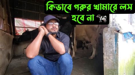 গরুর খামারে লস হবেনা এভাবে খামার করলে 🐄 Youtube
