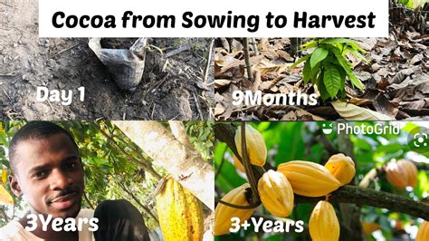 How To Nurse Cocoa Seeds At Crystal Frasher Blog