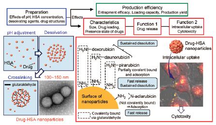 Preparation And In Vitro Analysis Of Human Serum Albumin Nanoparticles