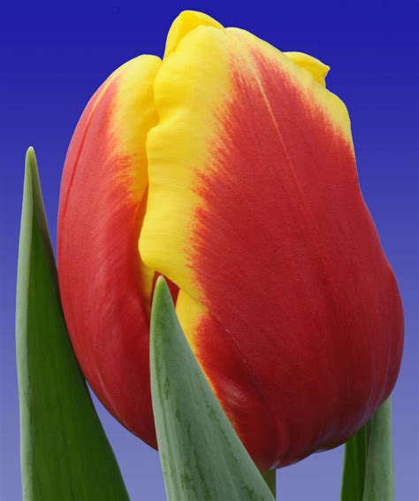 Flowerbaza