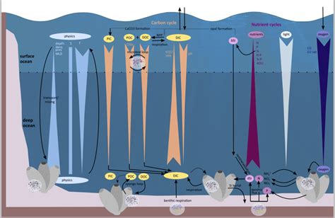 Factors And Processes In The Ocean Ecosystem Schematic Representation