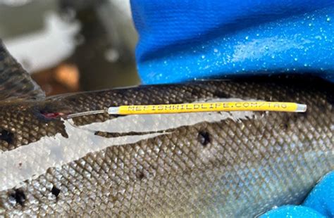 Fish Tag Reporting Maine Dept Of Inland Fisheries And Wildlife