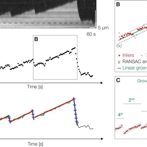 Automated Derivation Of Parameters Of Microtubule Dynamic Instability Download Scientific