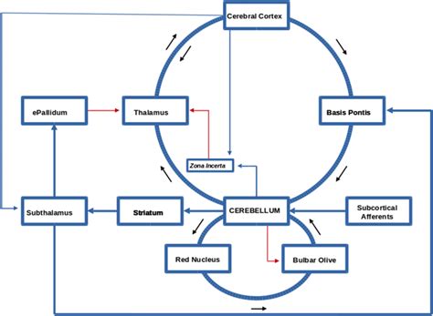 Schematic Diagram Illustrating The Cerebello Cortical And Associated Download Scientific
