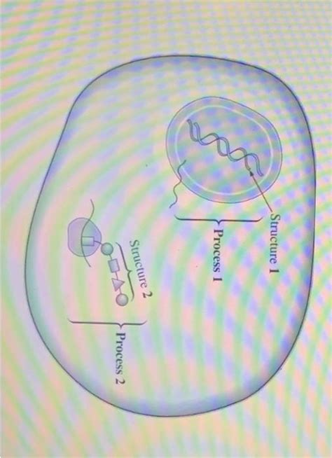 Solved Structure 1 Process 1 Structure 2 Process 2 Whic