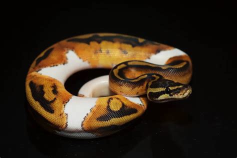 Boa Constrictor Vs Ball Python Size Ball Python Breeder Uk